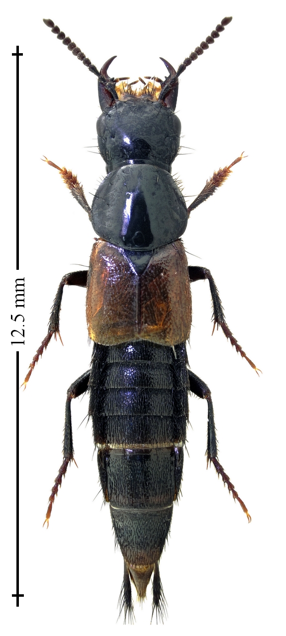 Staphylinidae